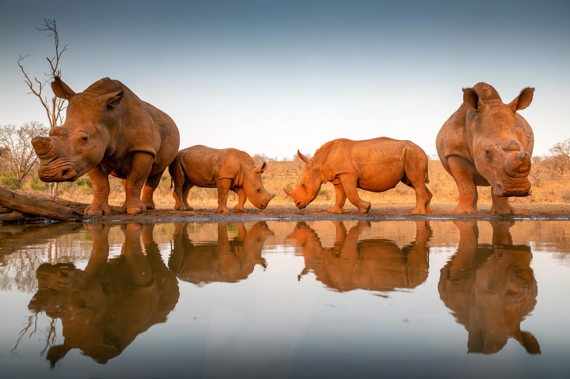 10 datos curiosos sobre los rinocerontes | Rhino Africa Blog